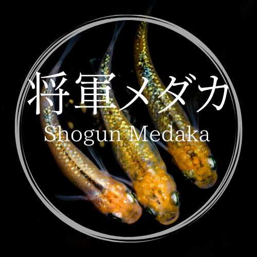 Shogun Medaka 【将軍メダカ】medaka eggs from japan Japanese ricefish for sale ...